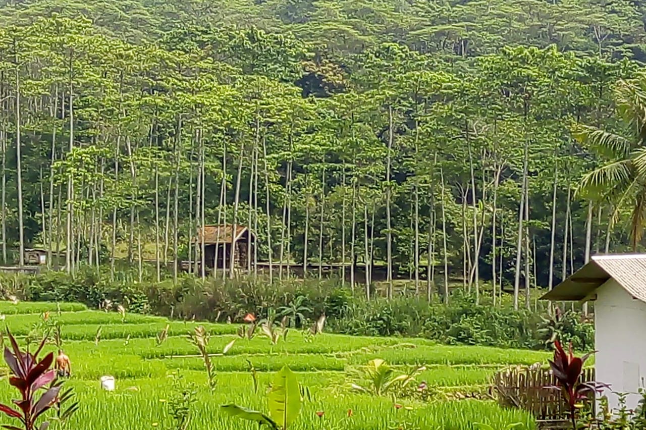 Paket Trekking Gunung Sanggabuana Karawang - GoTrip.co.id